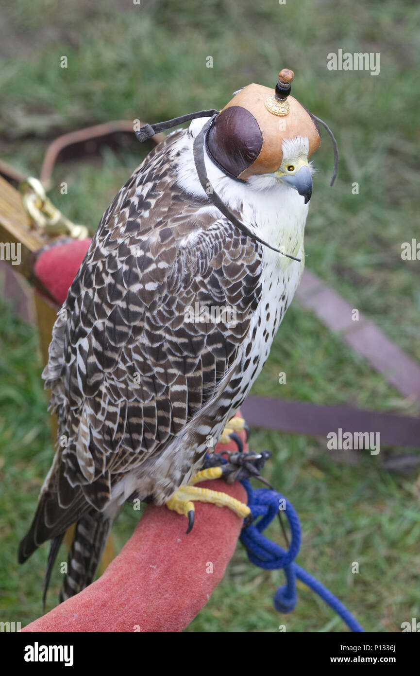 Falkner ausrüstung -Fotos und -Bildmaterial in hoher Auflösung – Alamy