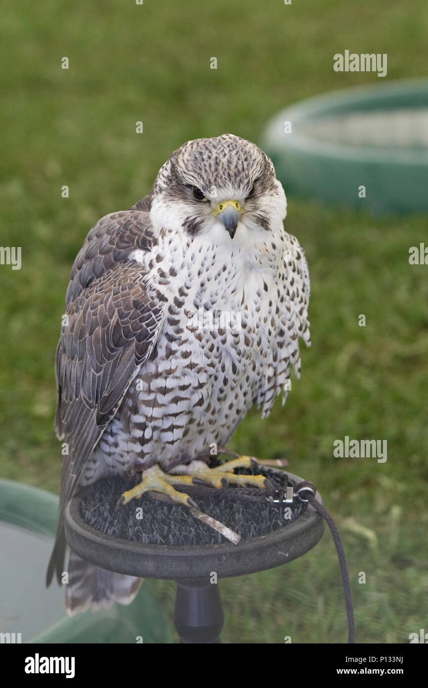 Falkner ausrüstung -Fotos und -Bildmaterial in hoher Auflösung – Alamy