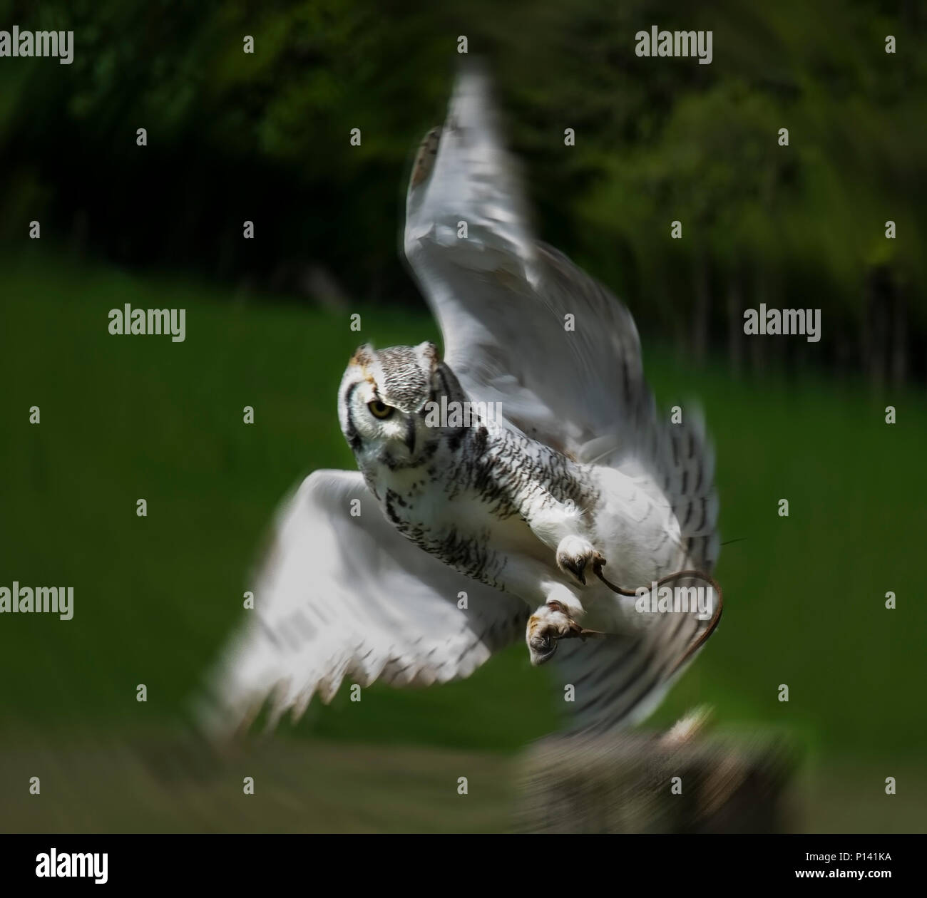 Wilde eule im flug -Fotos und -Bildmaterial in hoher Auflösung – Alamy