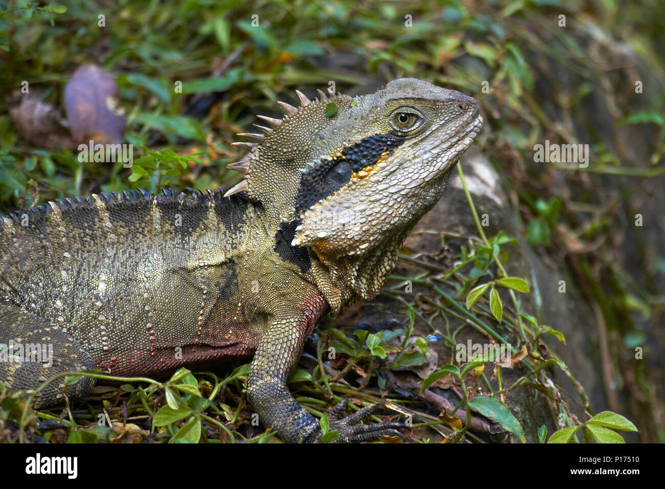 Australien wasserdrache -Fotos und -Bildmaterial in hoher Auflösung – Alamy