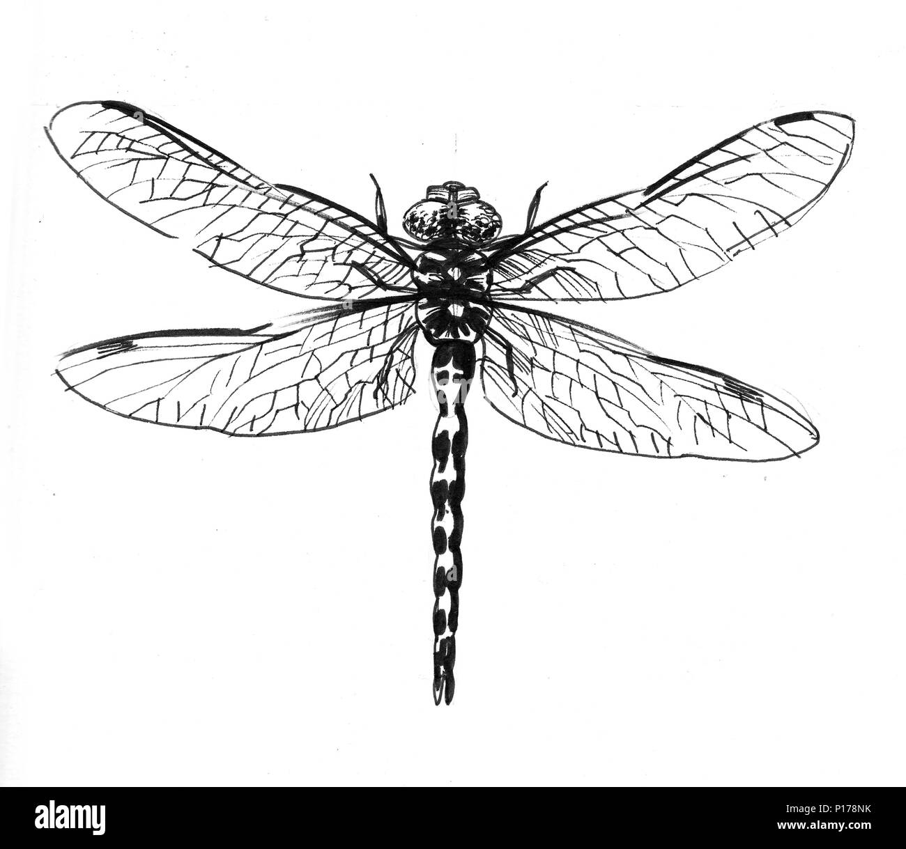 Libelle. Tinte schwarz-weiss Zeichnung Stockfotografie - Alamy