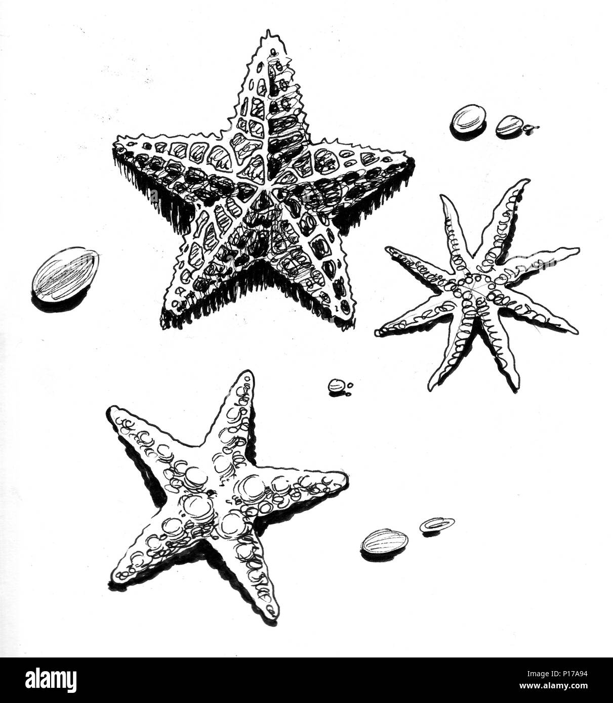Seestern Schwarz Und Weiß Zeichnung