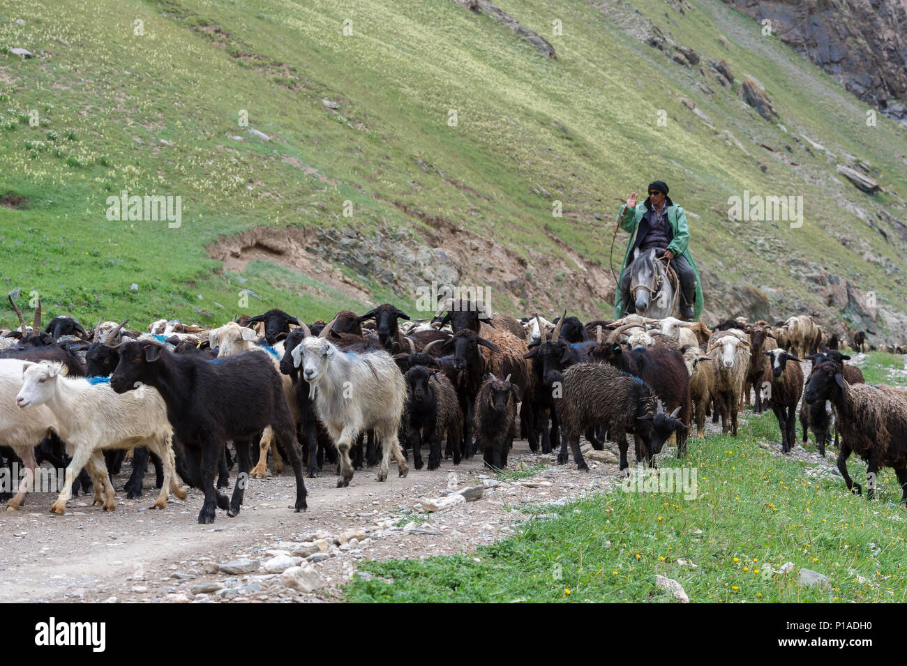 Shepherd with his sheep -Fotos und -Bildmaterial in hoher Auflösung ...