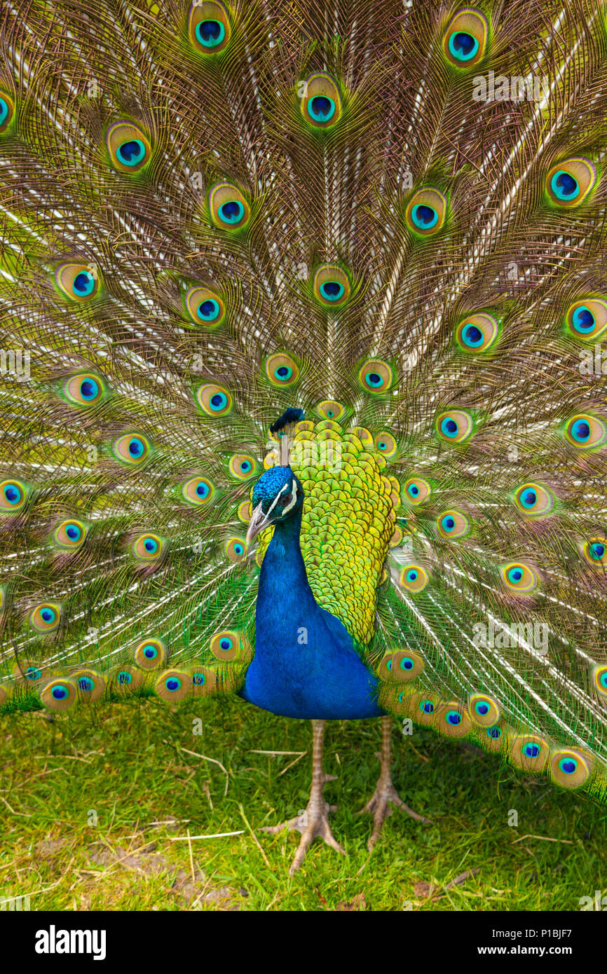 Feder Verbreiten Stockfotos und -bilder Kaufen - Alamy