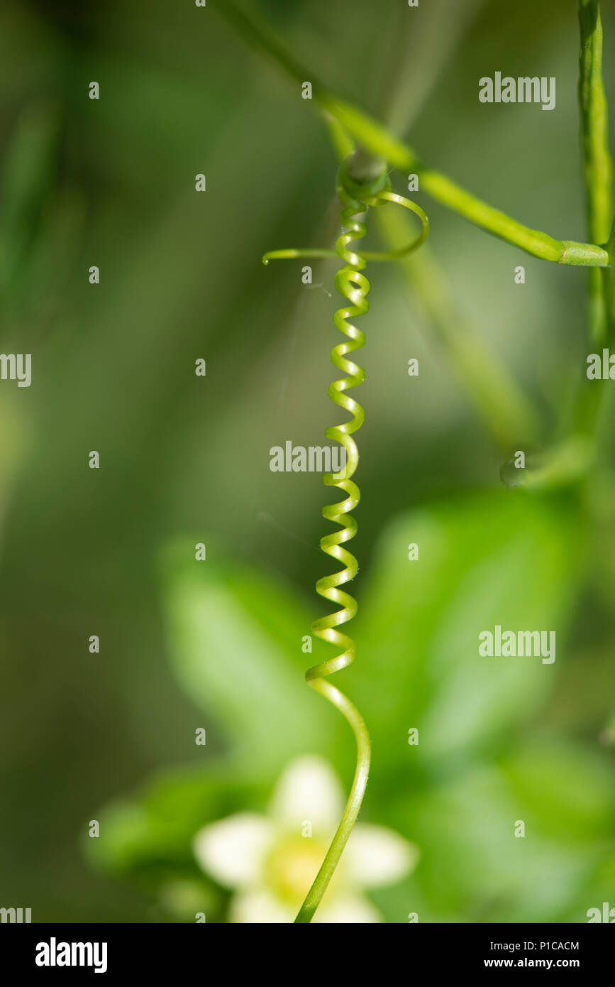 Ranke von -Fotos und -Bildmaterial in hoher Auflösung – Alamy