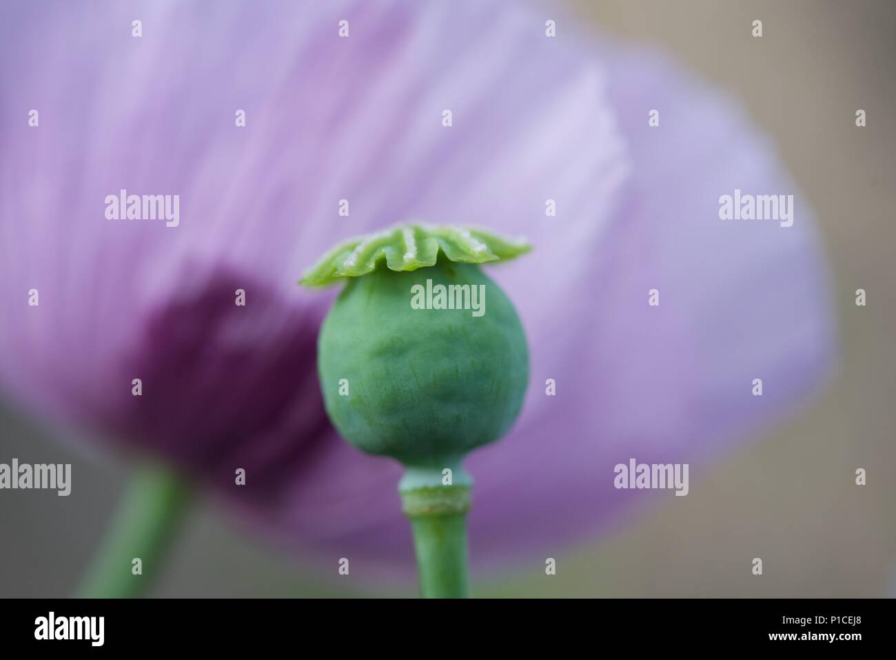 Lila Mohn (Palaver somniferum): Zwei lila Mohnblüte Köpfe, eine mit und ...