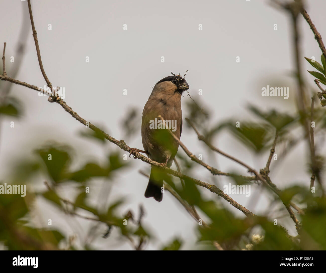 Gimpel nest -Fotos und -Bildmaterial in hoher Auflösung – Alamy
