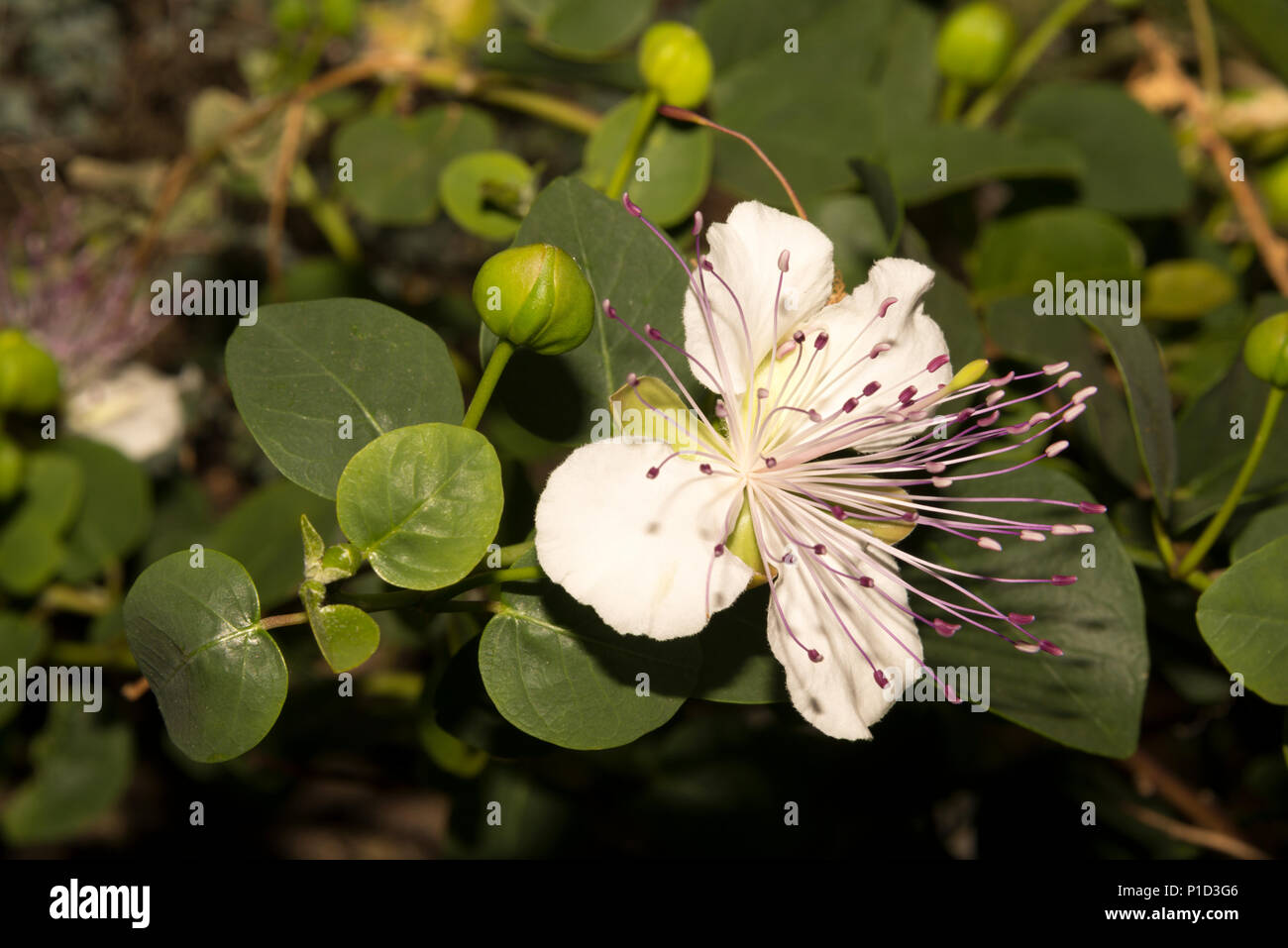 Der kapernbusch -Fotos und -Bildmaterial in hoher Auflösung – Alamy