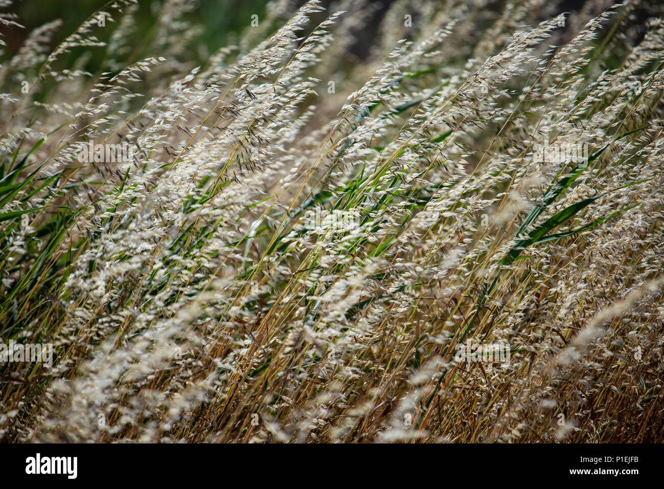 Natur wald feld gras -Fotos und -Bildmaterial in hoher Auflösung – Alamy