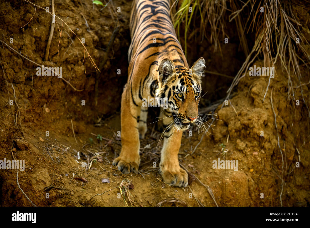 Royal Bengal Tiger männlich Cub in Andhari Tadoba Tiger Reserve, Indien ...