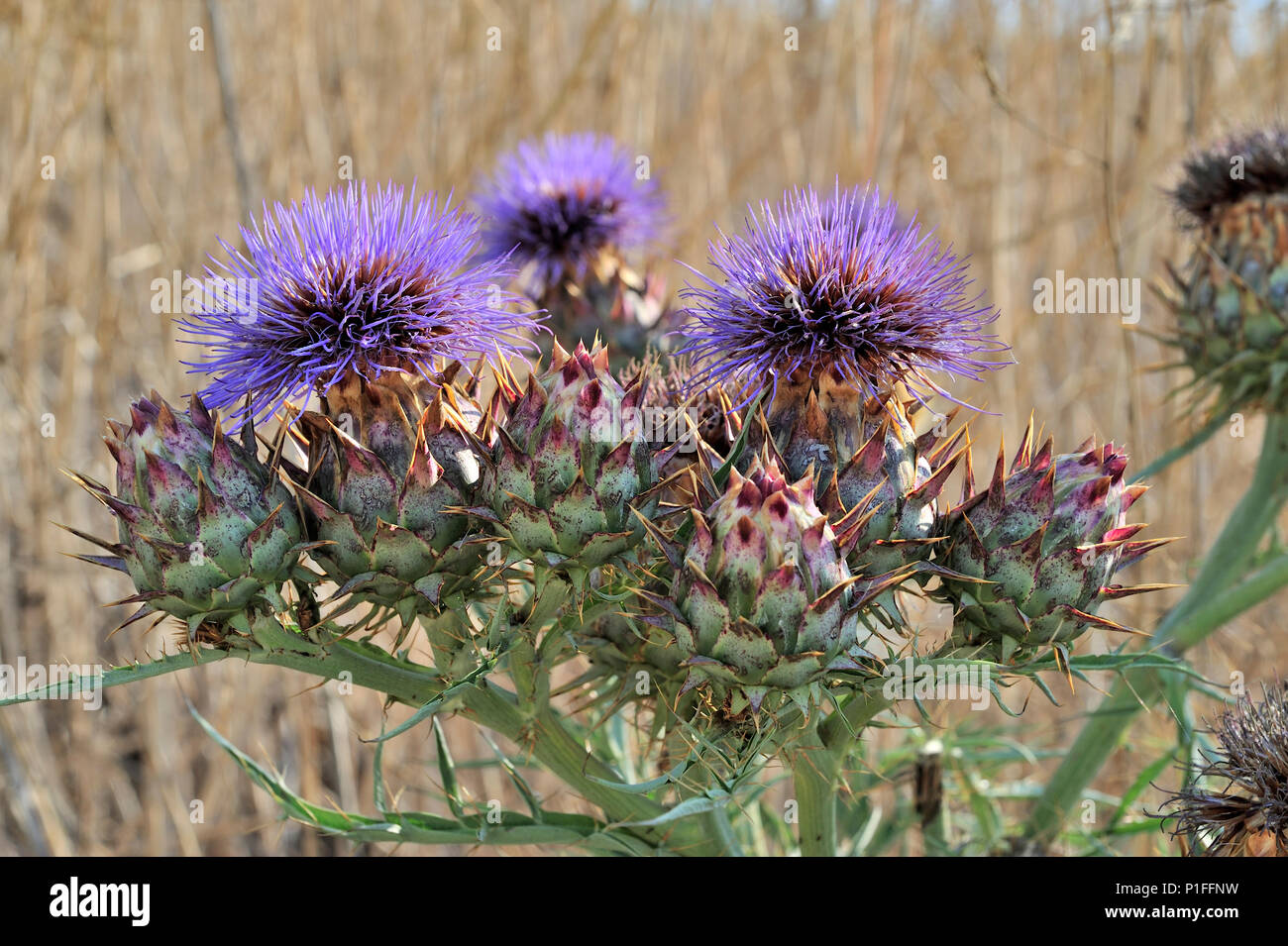 Blühende distel -Fotos und -Bildmaterial in hoher Auflösung – Alamy