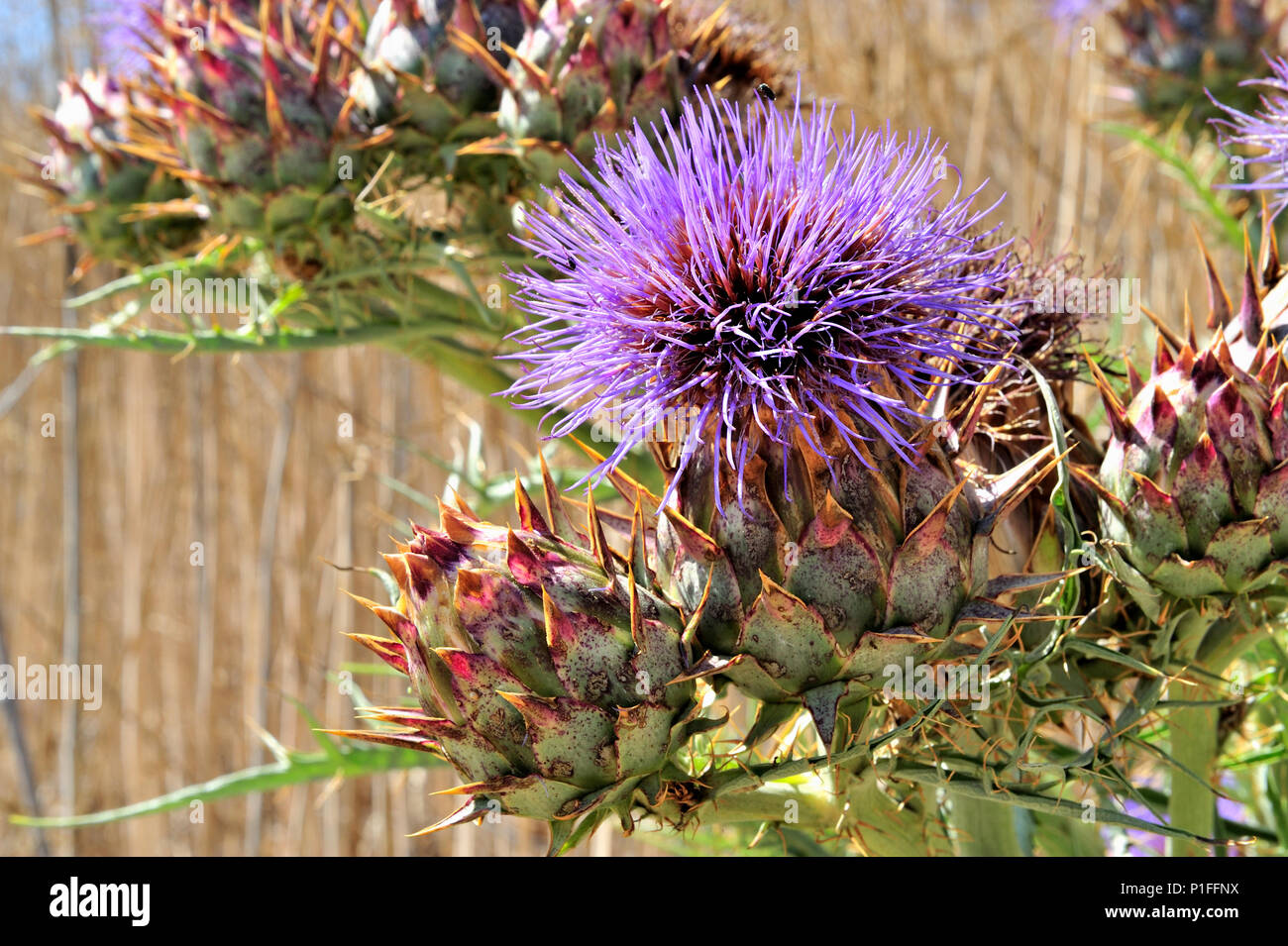 Blühende distel -Fotos und -Bildmaterial in hoher Auflösung – Alamy