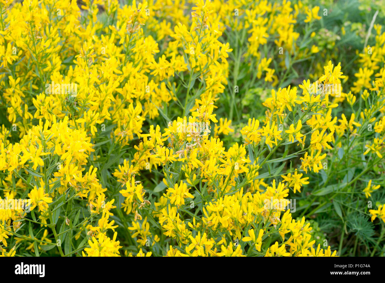 Gelber wildblumenbotaniker -Fotos und -Bildmaterial in hoher Auflösung ...