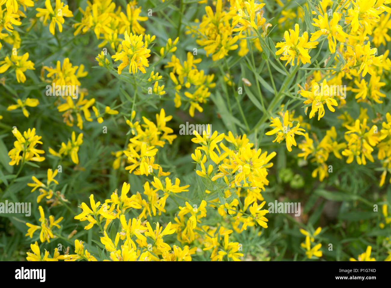 Gelber wildblumenbotaniker -Fotos und -Bildmaterial in hoher Auflösung ...