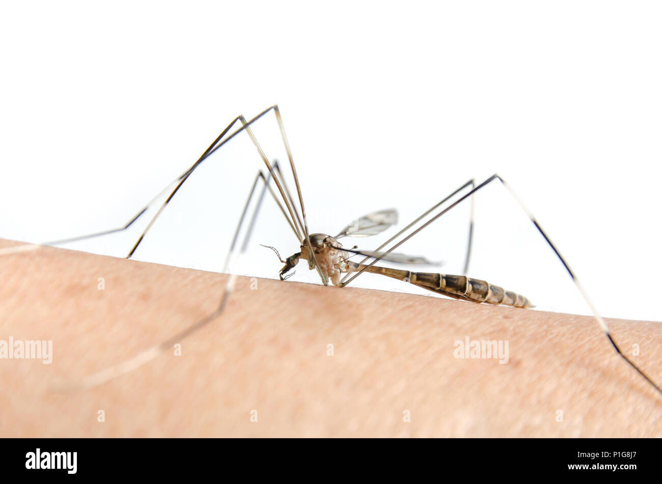 Makro von moskito auf der menschlichen Haut, Close-up der Moskitos Blut ...