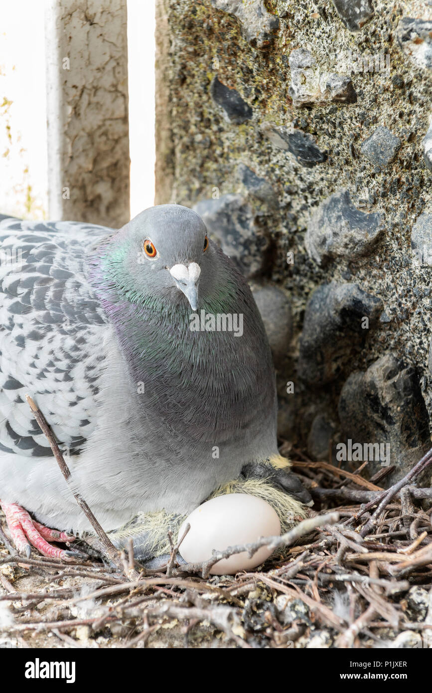 Felsentaube taubeneier -Fotos und -Bildmaterial in hoher Auflösung – Alamy