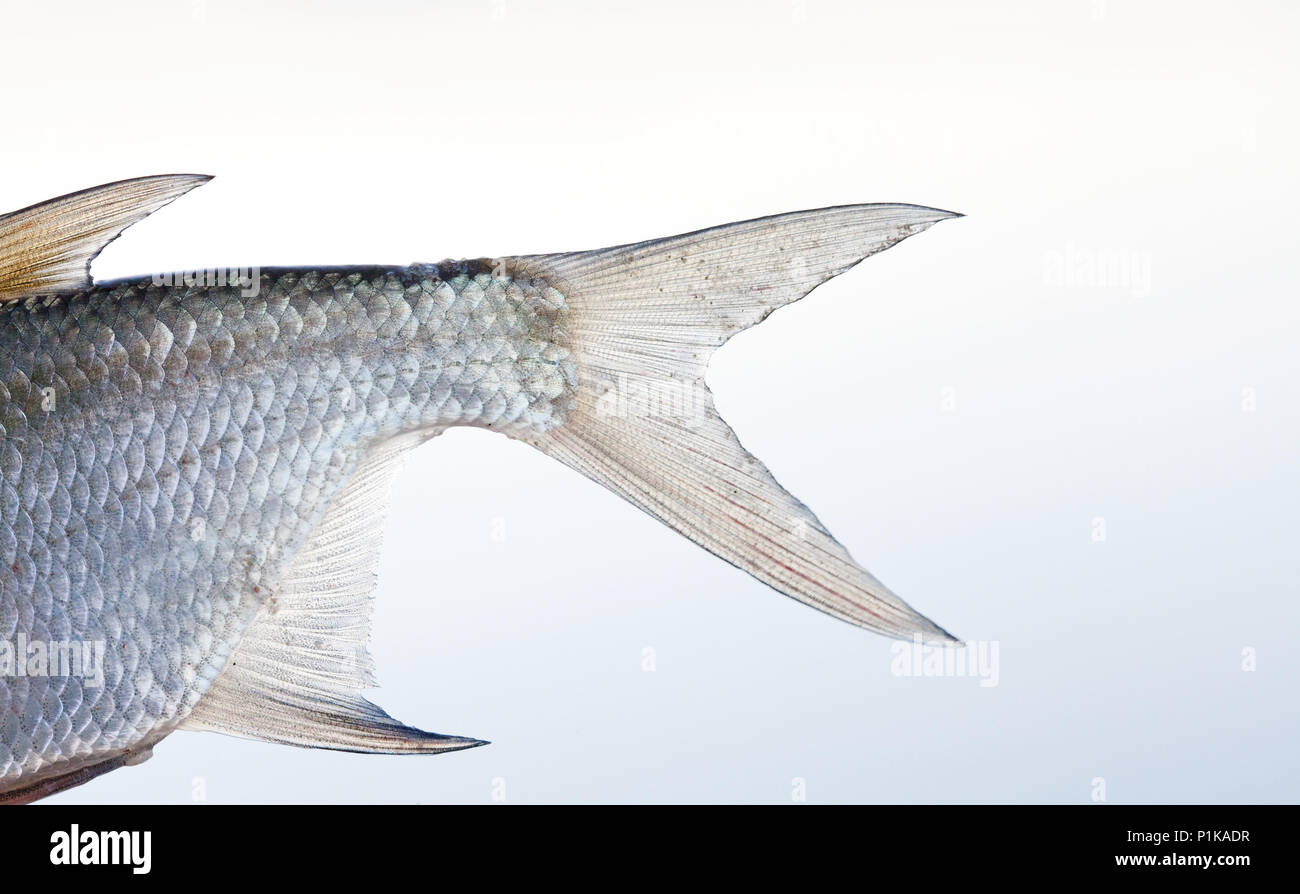 Silberner schuppiger fisch -Fotos und -Bildmaterial in hoher Auflösung ...