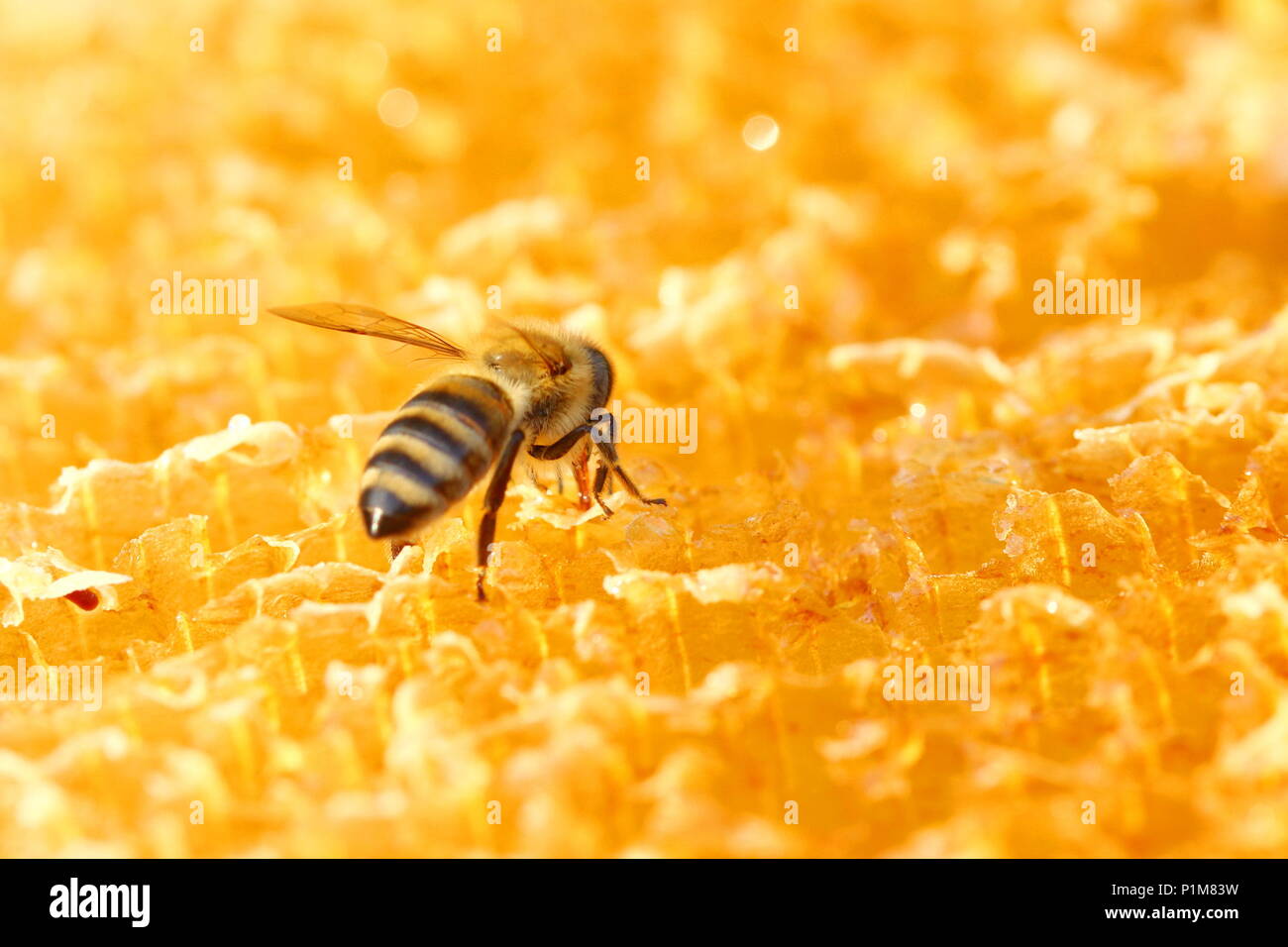 Bee honeycomb -Fotos und -Bildmaterial in hoher Auflösung – Alamy