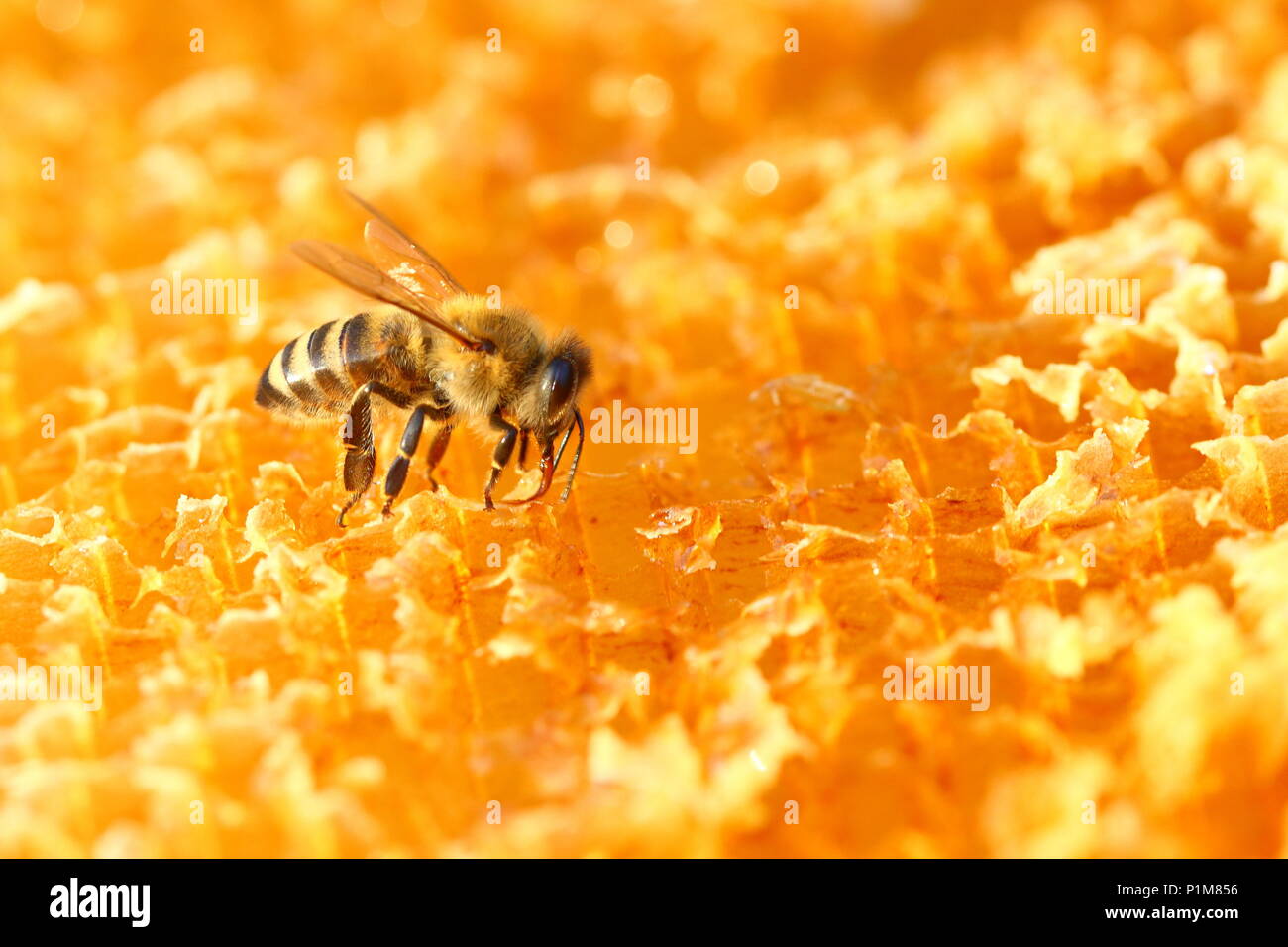 Honigwaben Waben Bienenwachs Wachs Bienenstock Stockfotos und -bilder ...