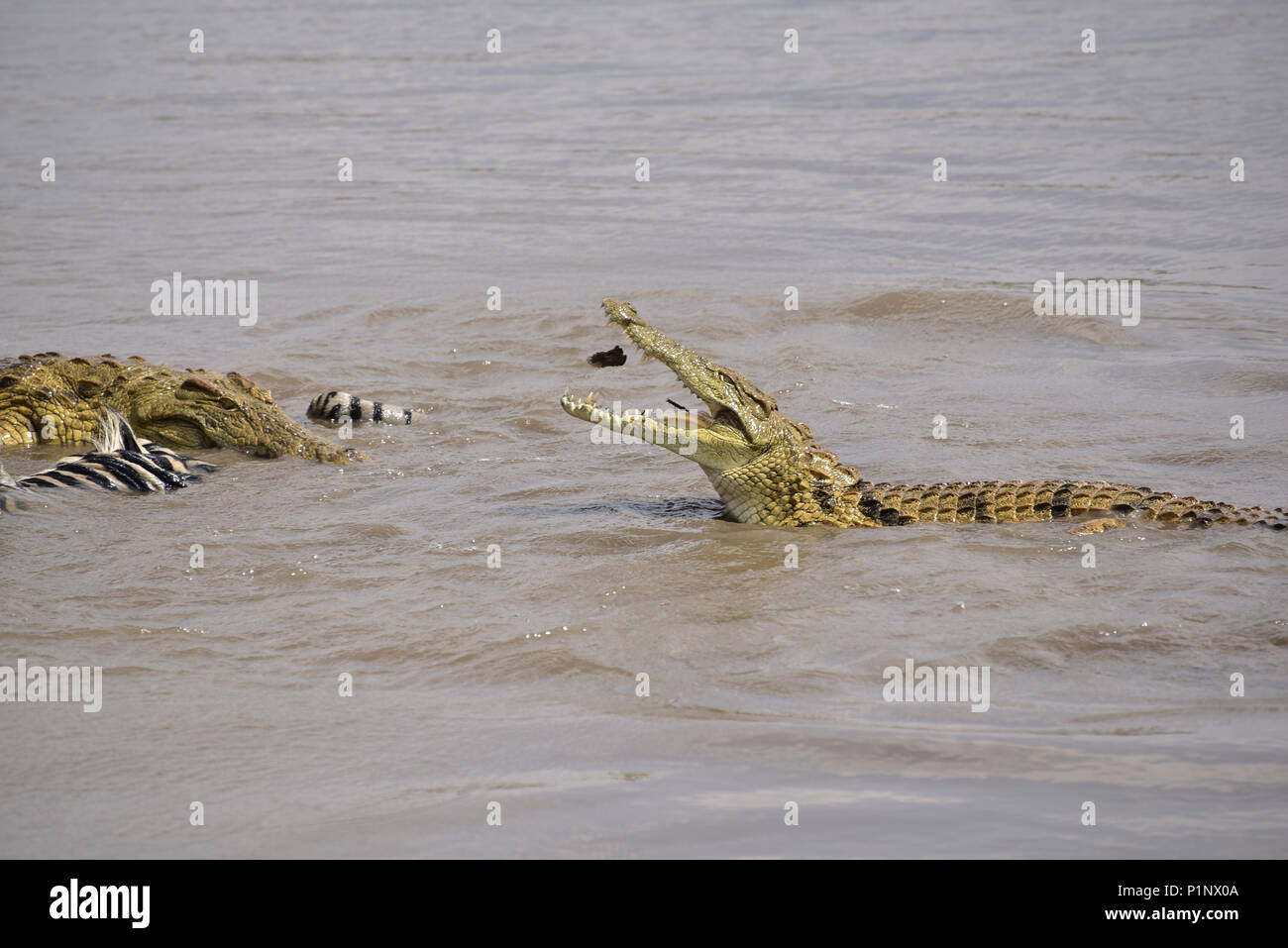 Crocodile kill -Fotos und -Bildmaterial in hoher Auflösung – Alamy