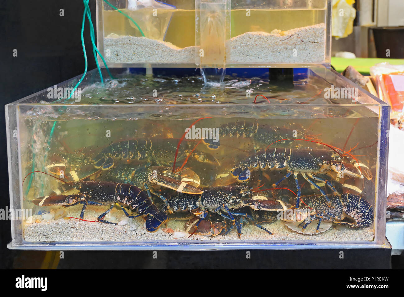 Lebende hummer im tank -Fotos und -Bildmaterial in hoher Auflösung – Alamy