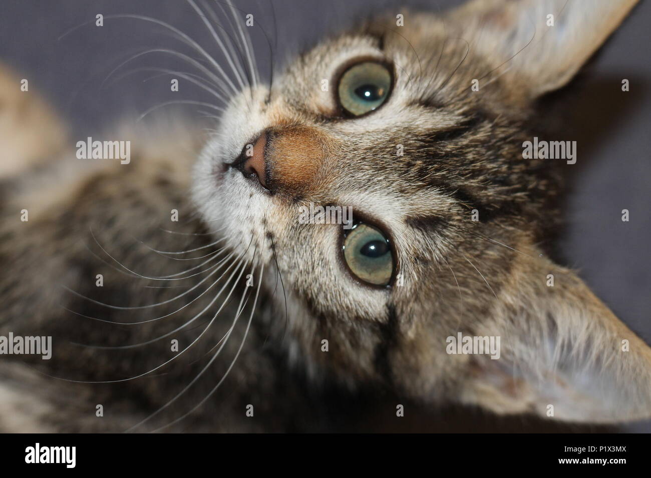 Katzen toilettentraining -Fotos und -Bildmaterial in hoher Auflösung ...