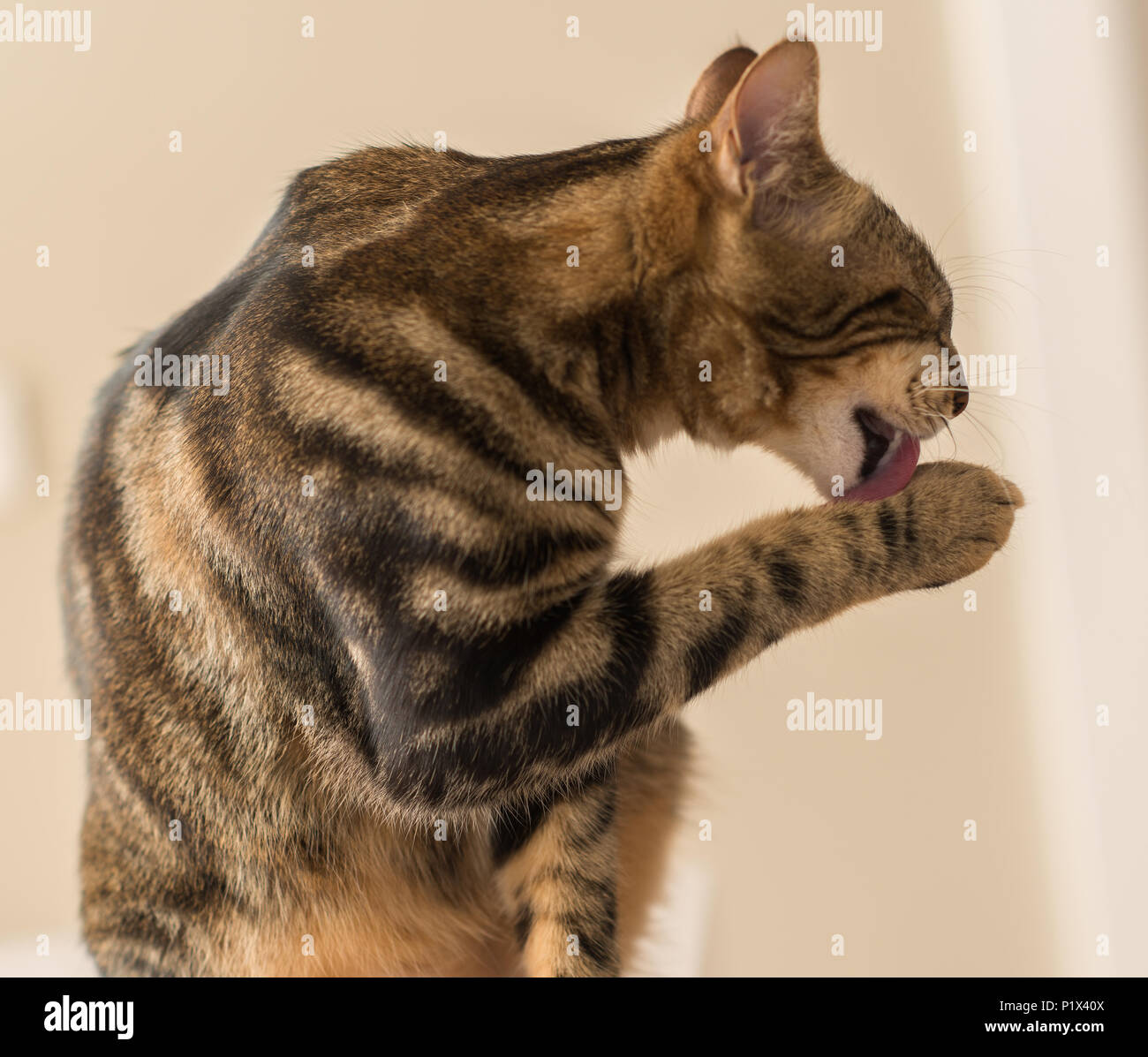 Stilvolle Katze Leckt Alles An Bilder
