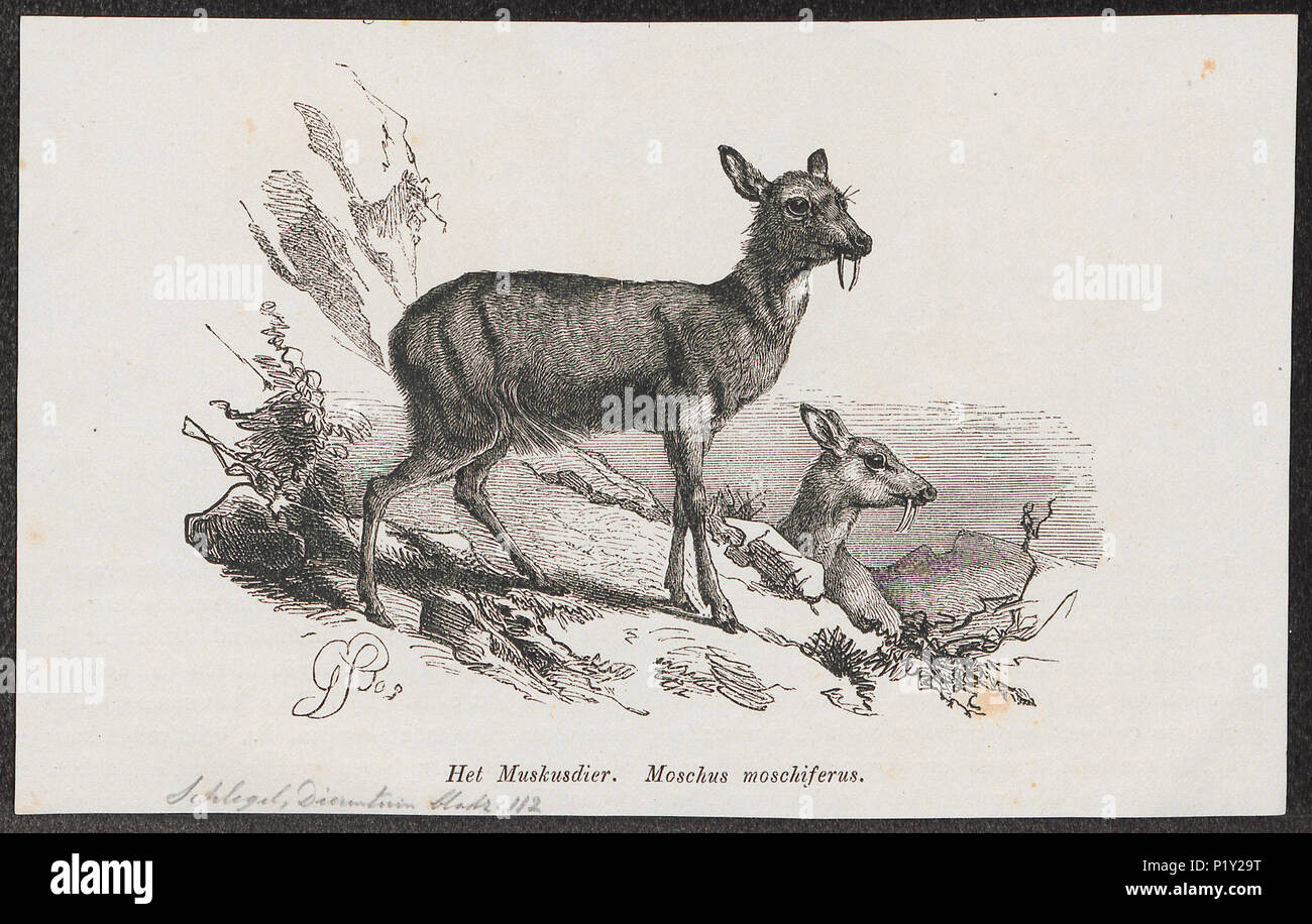 Moschus moschiferus -Fotos und -Bildmaterial in hoher Auflösung – Alamy