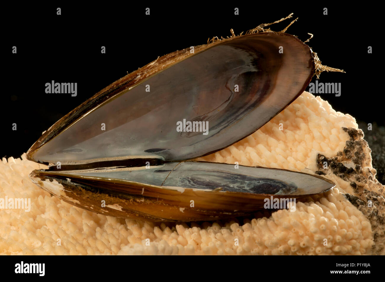 Muschel von MYTILUS GALLOPROVINCIALIS. Malakologie Sammlung. Spanien ...