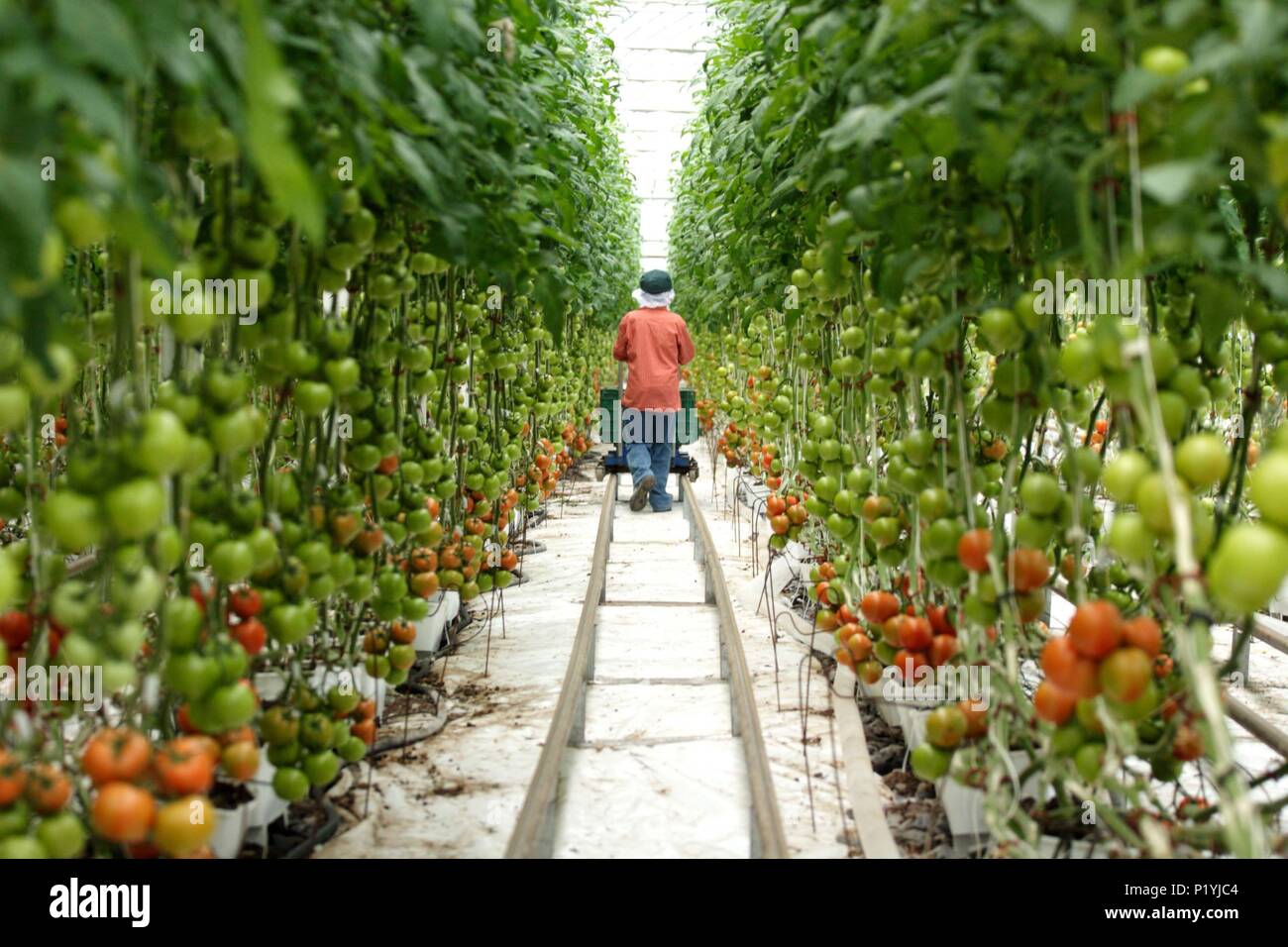 Regisseurin patricia riggen -Fotos und -Bildmaterial in hoher Auflösung ...