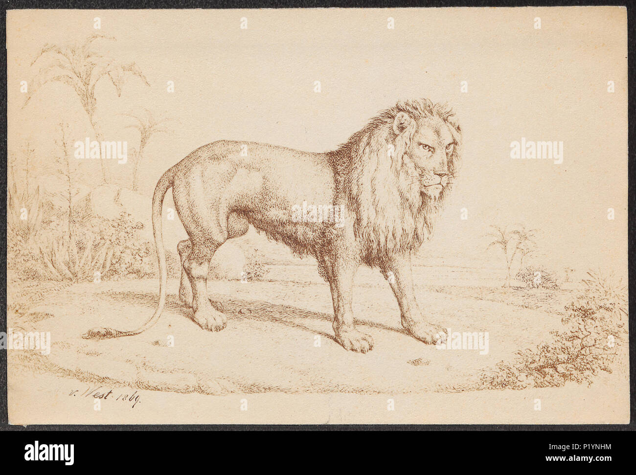 Felis leo -Fotos und -Bildmaterial in hoher Auflösung – Alamy