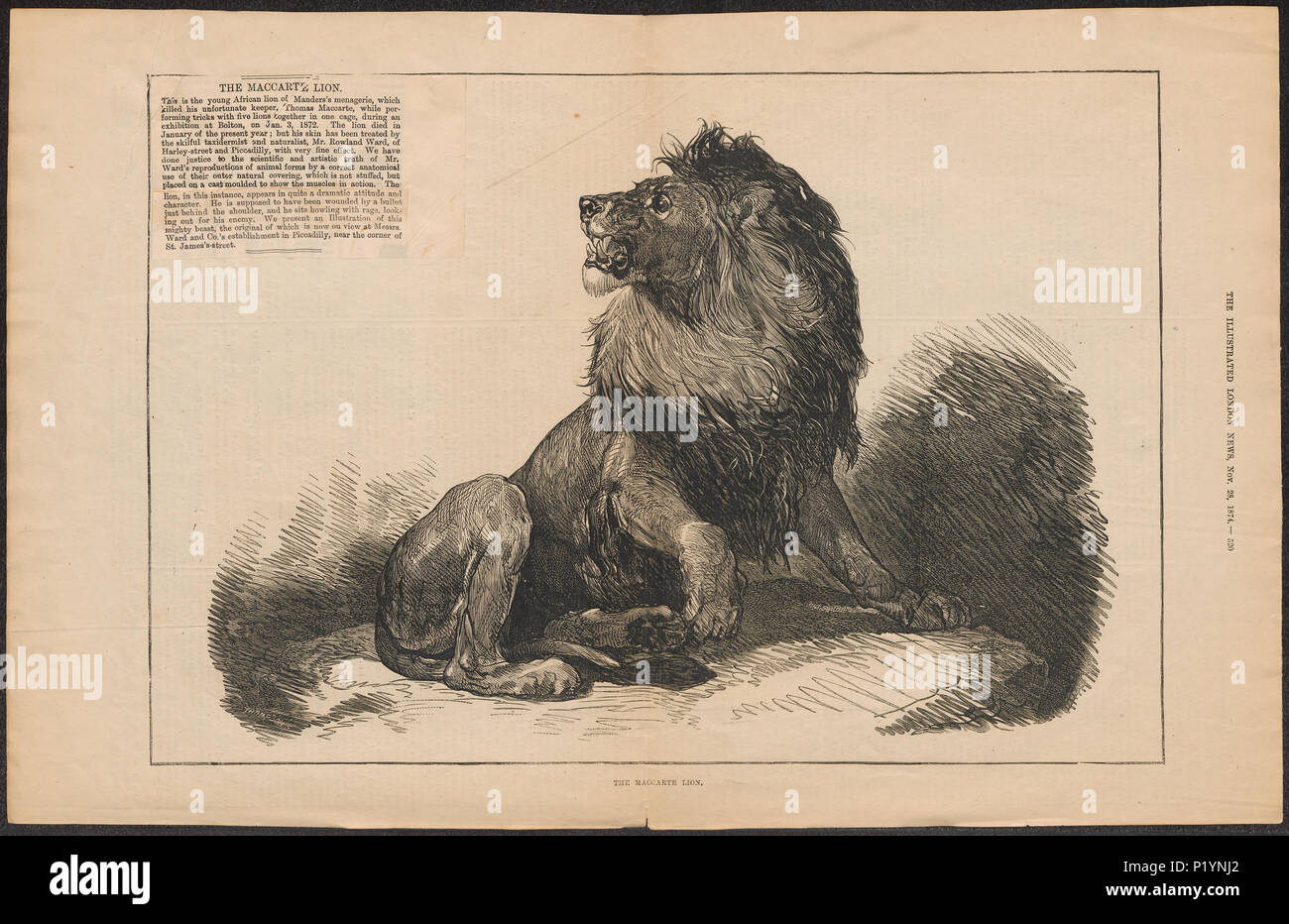 Felis Leo Stockfotos und -bilder Kaufen - Alamy