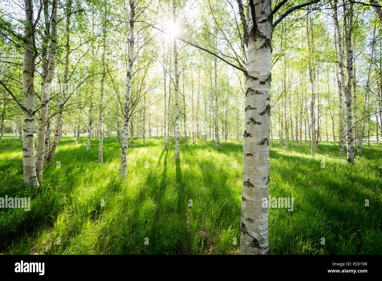Schwedische Birke Stockfotos und -bilder Kaufen - Alamy