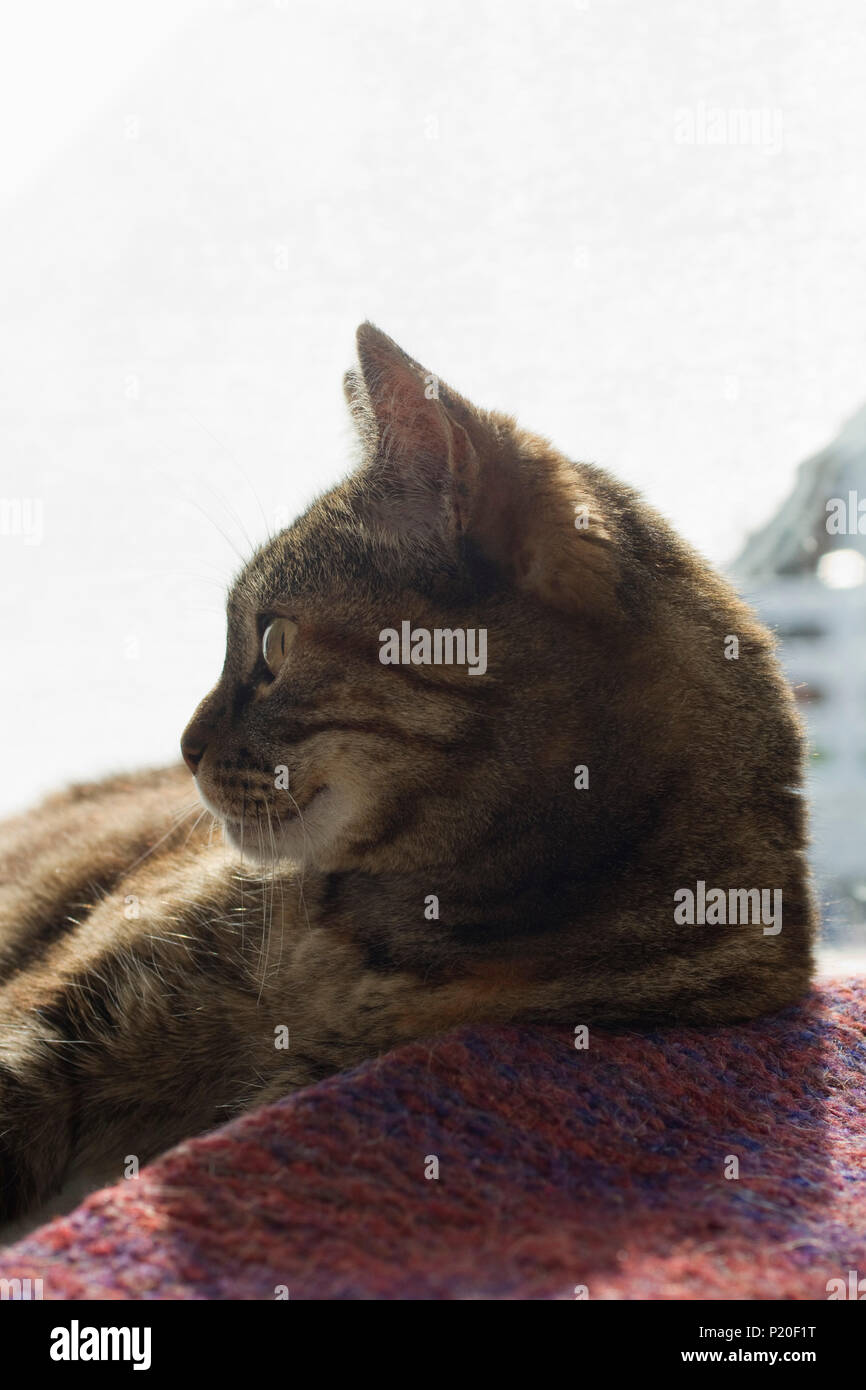 Katze konzentration -Fotos und -Bildmaterial in hoher Auflösung – Alamy