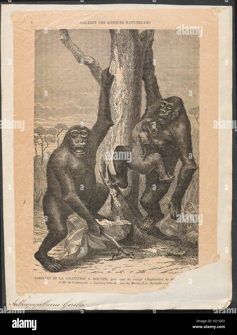 Anthropopithecus Gorilla Stockfotos und -bilder Kaufen - Alamy