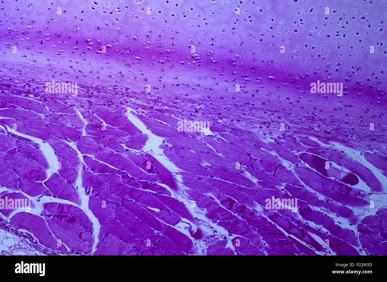 Kollagenes bindegewebe mikroskop -Fotos und -Bildmaterial in hoher ...