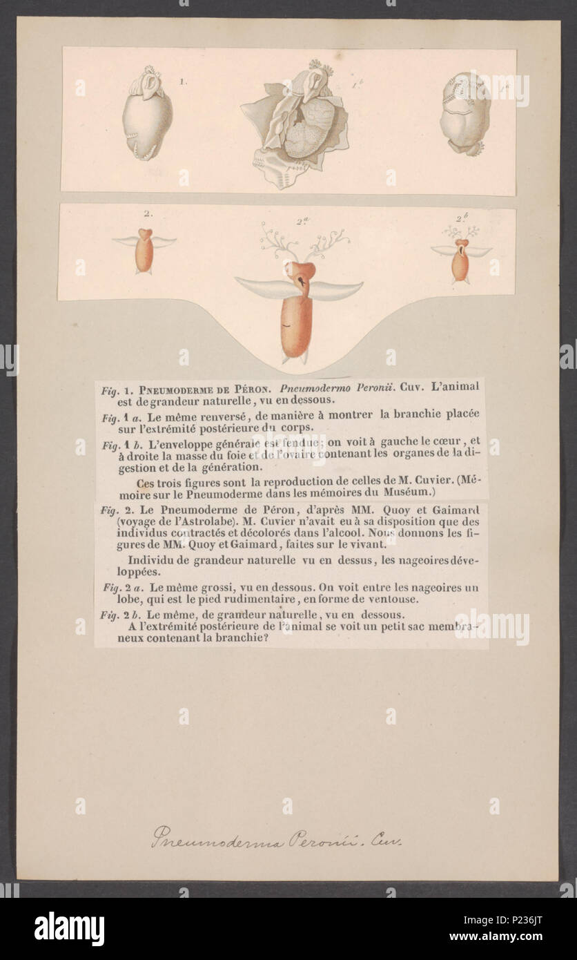 Pneumoderma violaceum -Fotos und -Bildmaterial in hoher Auflösung – Alamy