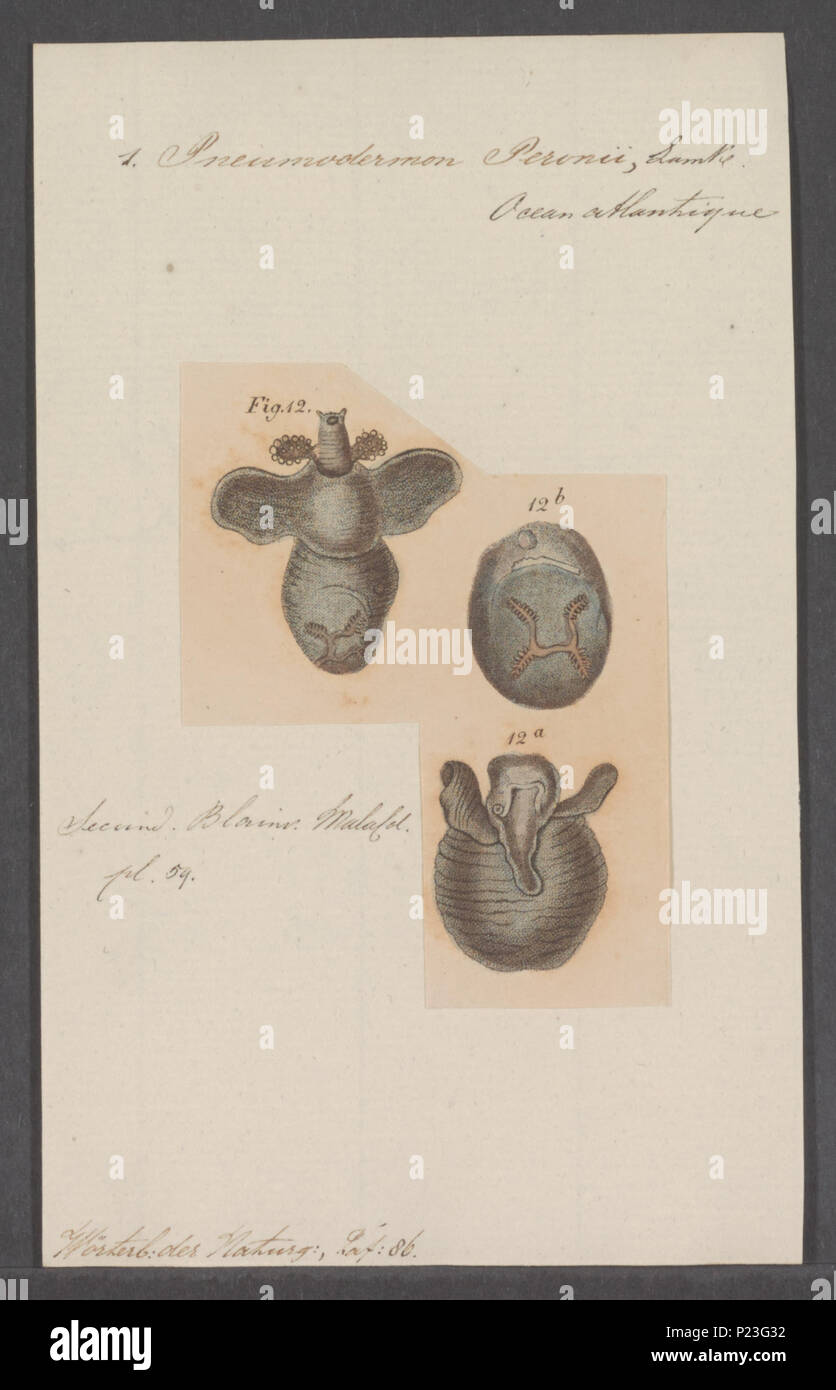 Pneumoderma violaceum -Fotos und -Bildmaterial in hoher Auflösung – Alamy