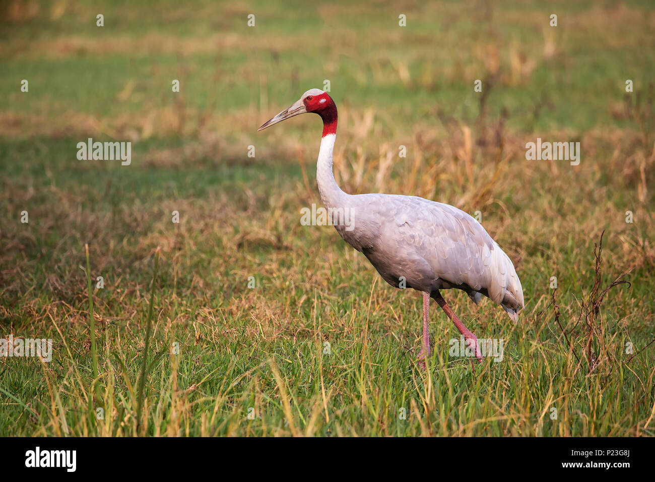 Indischer sarus kranich -Fotos und -Bildmaterial in hoher Auflösung ...