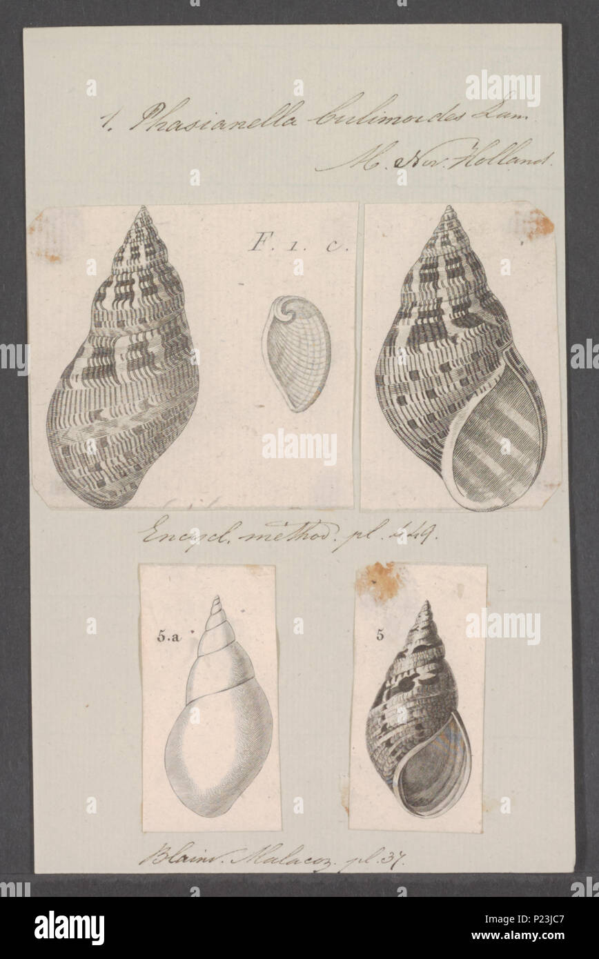 Phasianella bulimoides -Fotos und -Bildmaterial in hoher Auflösung – Alamy