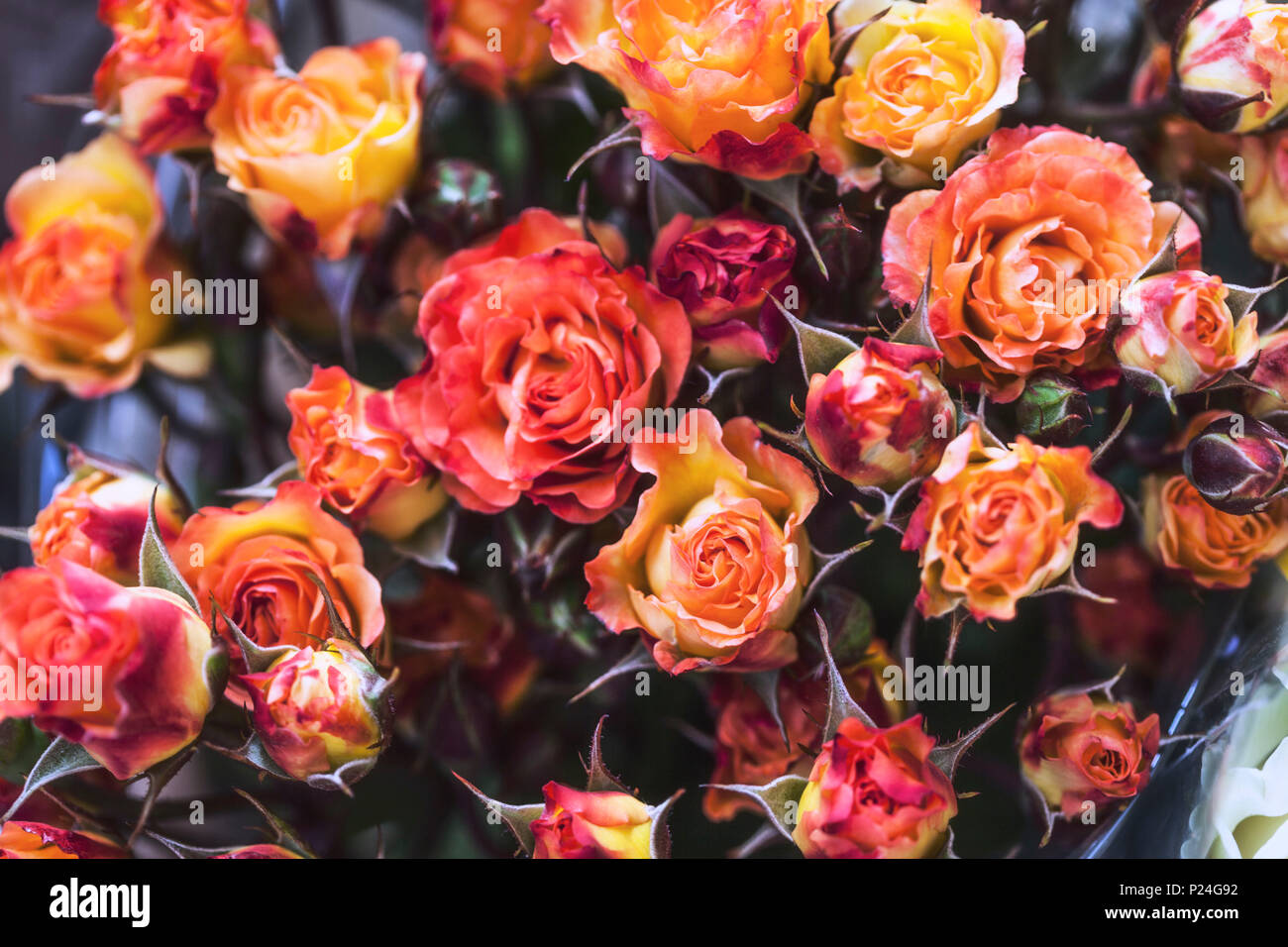Bündel rosen -Fotos und -Bildmaterial in hoher Auflösung – Alamy