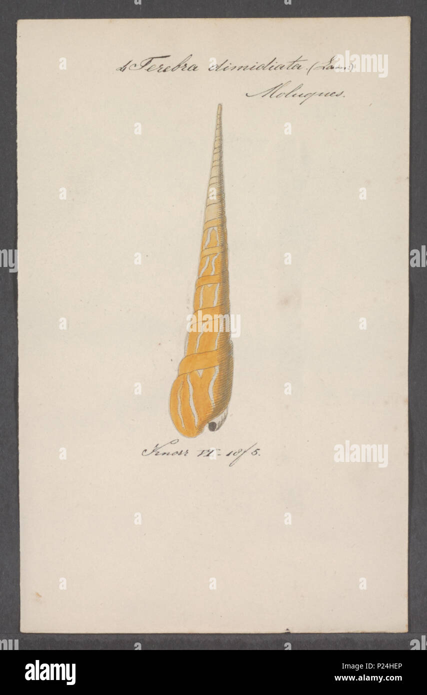 Terebra dimidiata -Fotos und -Bildmaterial in hoher Auflösung – Alamy