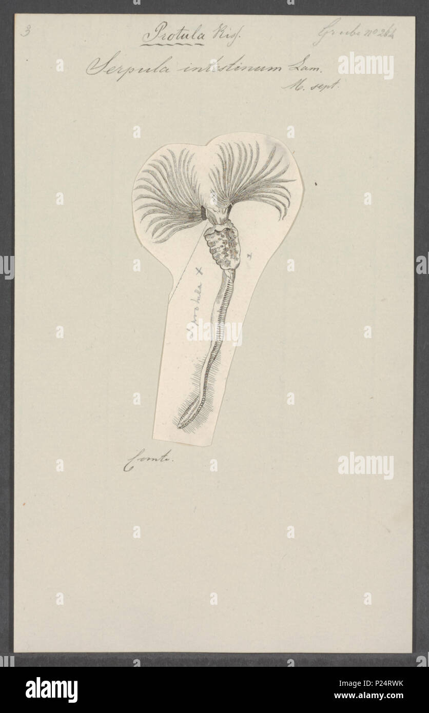 Protula intestinum -Fotos und -Bildmaterial in hoher Auflösung – Alamy