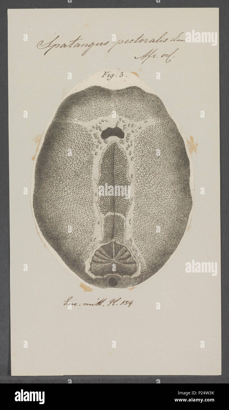 Spatangus Pectoralis Stockfotos und -bilder Kaufen - Alamy