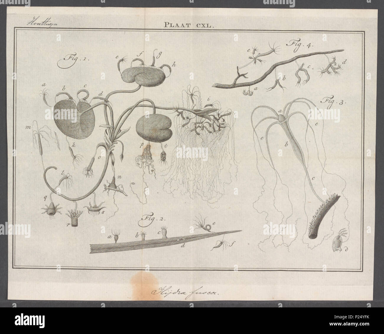 Hydra fusca -Fotos und -Bildmaterial in hoher Auflösung – Alamy