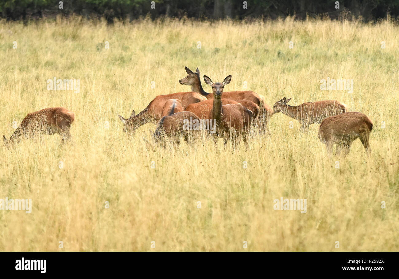 Hirsch essen -Fotos und -Bildmaterial in hoher Auflösung – Alamy