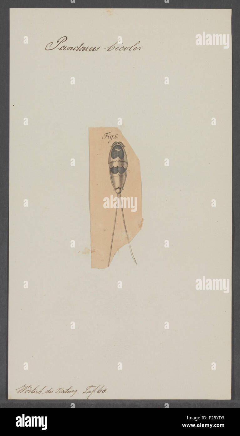 Pandarus bicolor -Fotos und -Bildmaterial in hoher Auflösung – Alamy