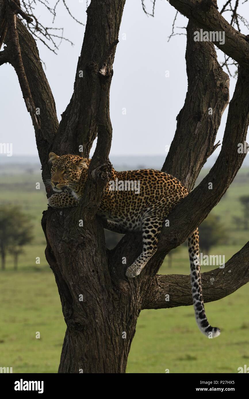 Leopard im Baum auf der Suche nach Beute auf der Massai Mara Savannah ...