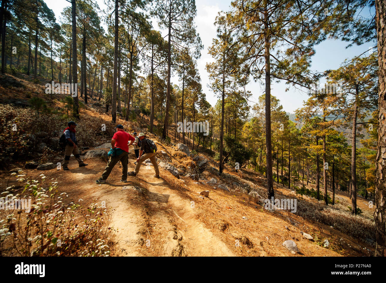 Forest Road in der Nähe von Kala-Agar, Jim Corbett verwendet diesen Weg ...