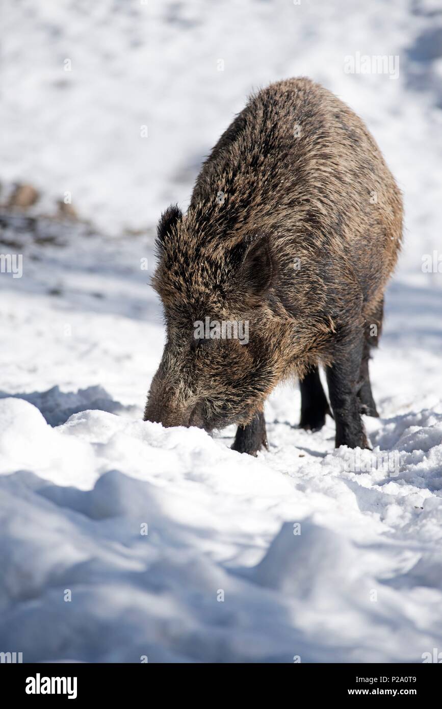 Wildschwein sus scrofa im schnee -Fotos und -Bildmaterial in hoher ...